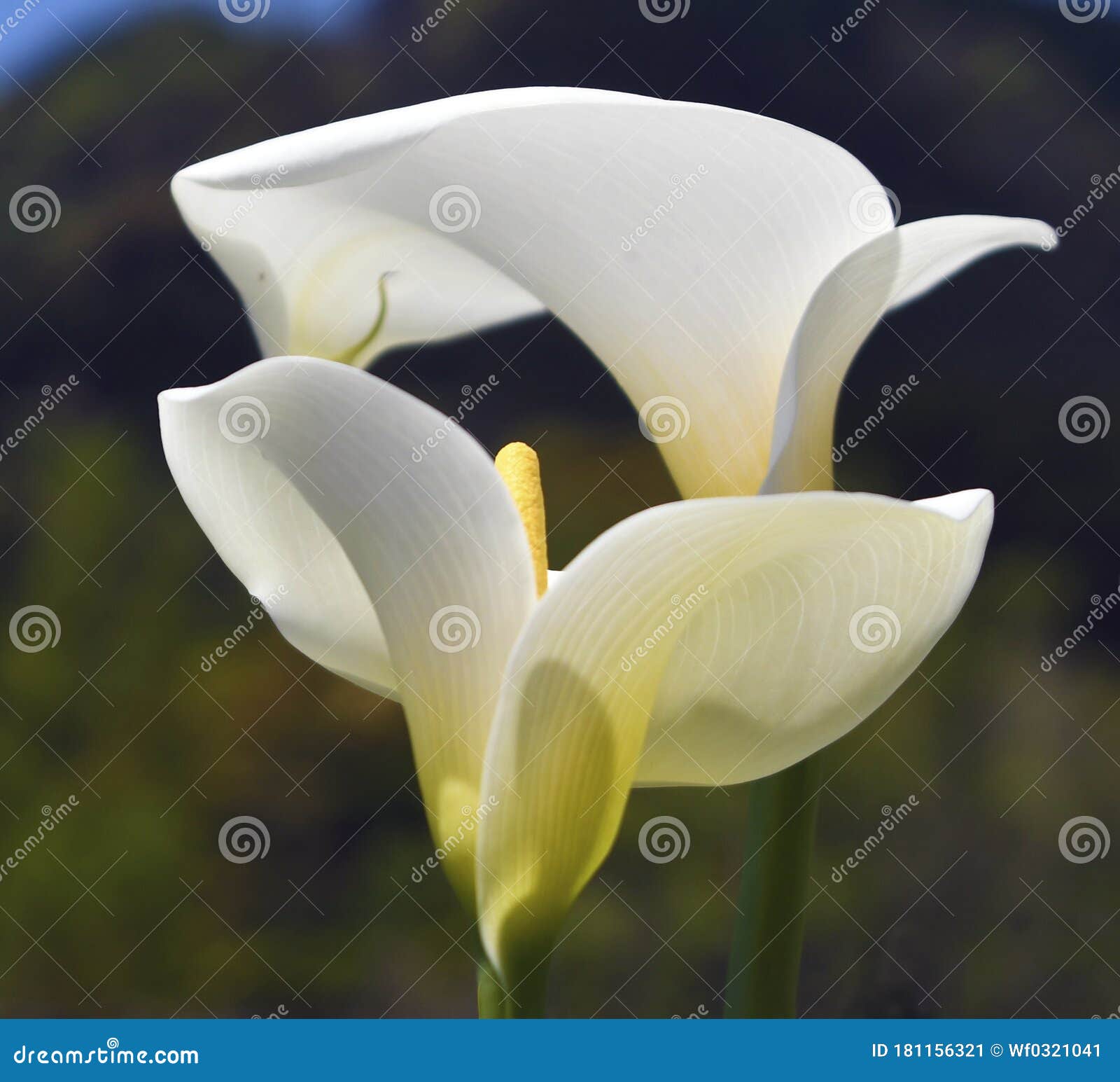 Beautiful Lines of Calla Lily Stock Image - Image of beautiful, crystal ...