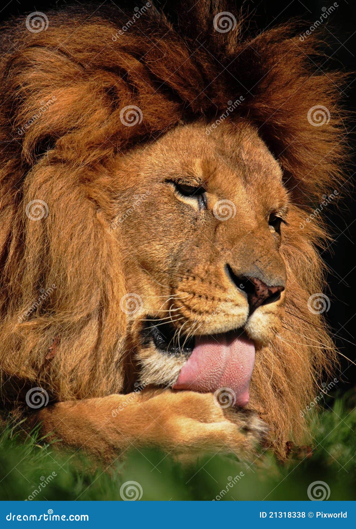 Beautiful lion stock photo. Image of mane, kenya, lion - 21318338