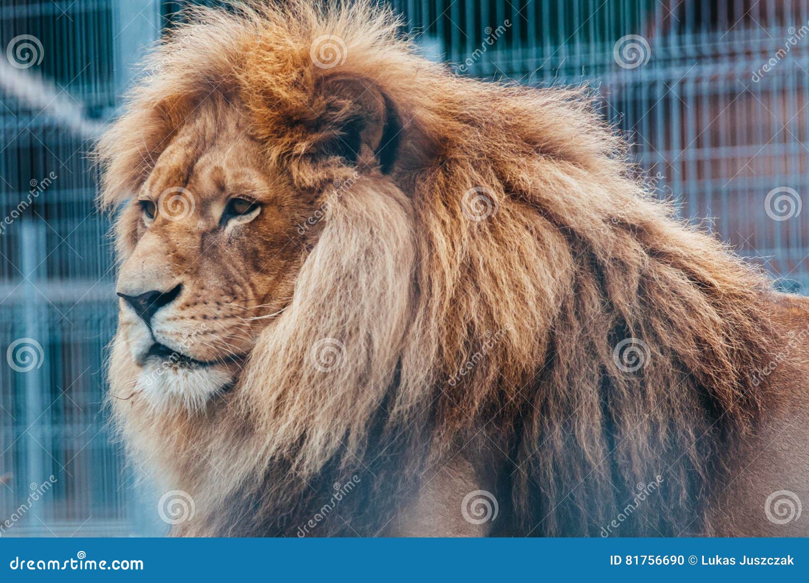 Beautiful lion in a cage stock photo. Image of african - 81756690
