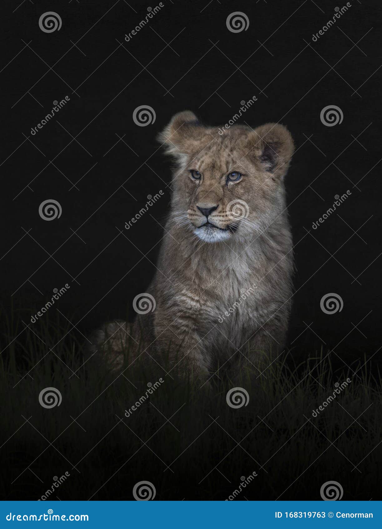 Beautiful lion cub at dusk stock image. Image of dusk - 168319763