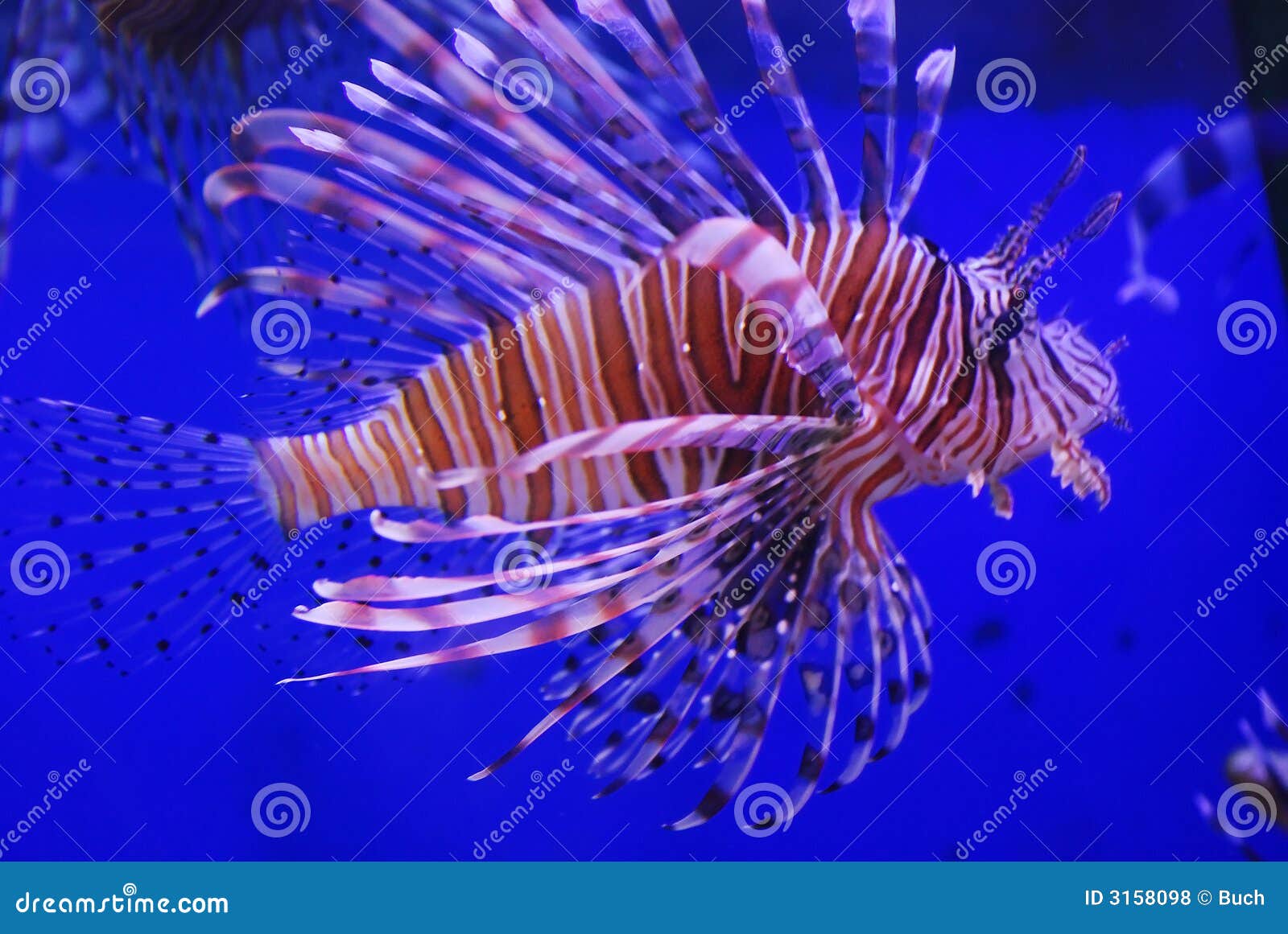 Beautiful lion fish stock photo. Image of exoticism, aquarium - 3158098