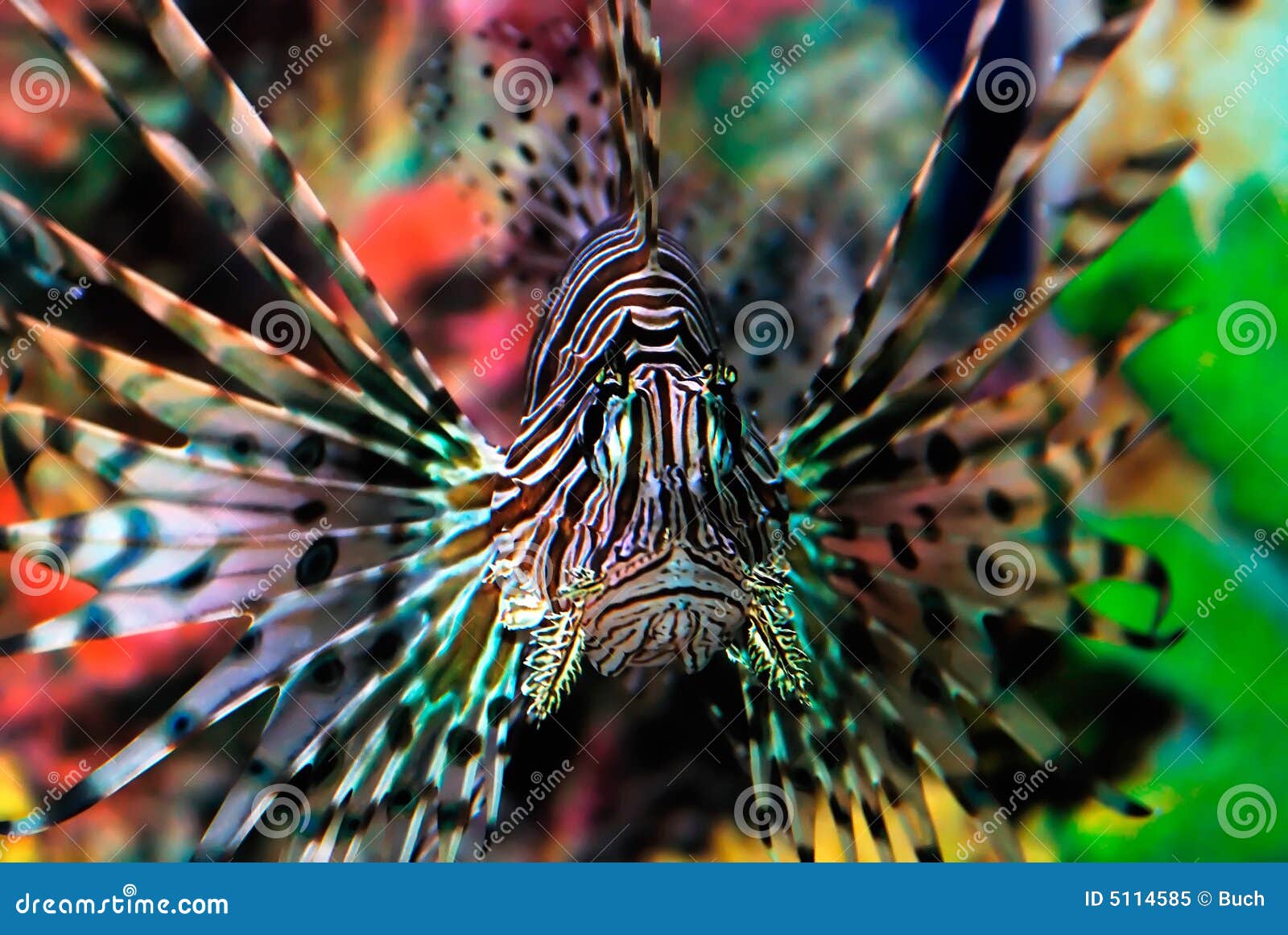 Beautiful lion fish stock image. Image of underwater, wildlife - 5114585