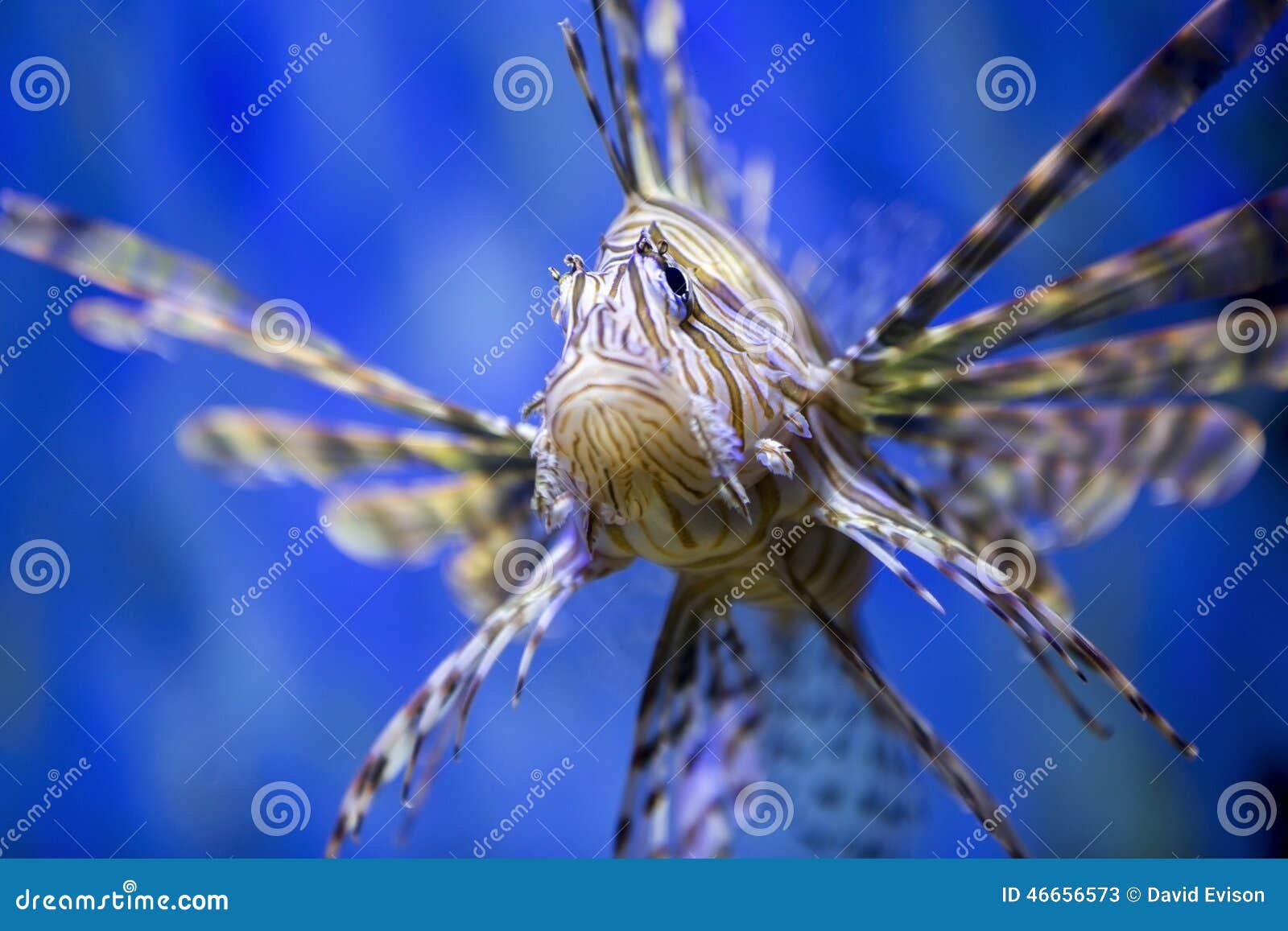 A beautiful lion fish stock image. Image of sealife, beautiful - 46656573