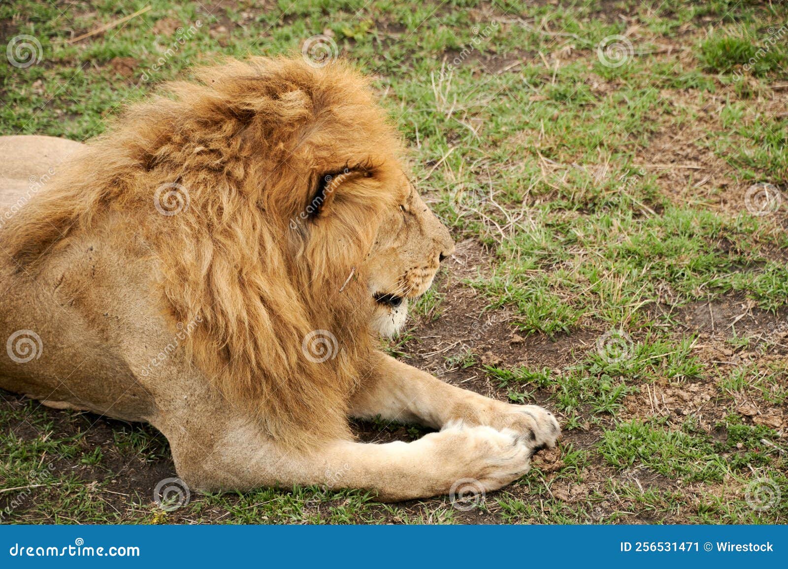 Beautiful Lion Laying in a Valley Stock Image - Image of wildlife ...