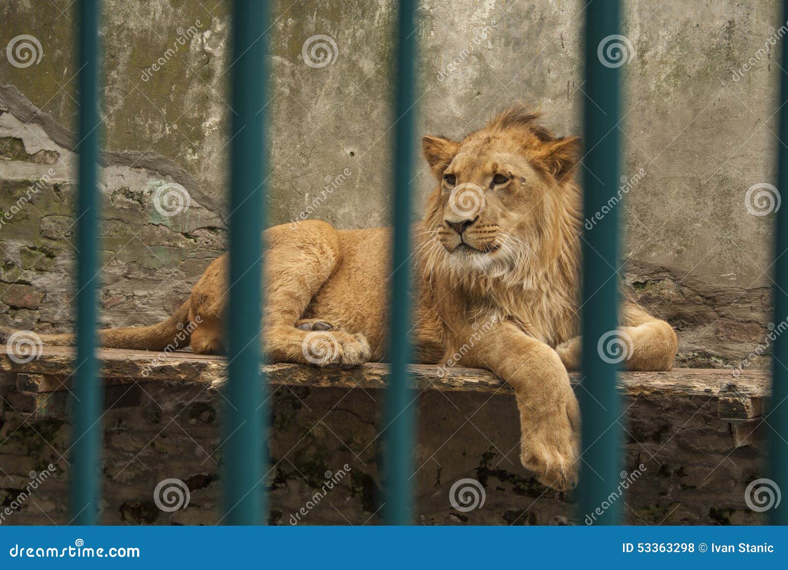 Beautiful Lion Lying and Relaxing in the Zoo Stock Photo - Image of ...