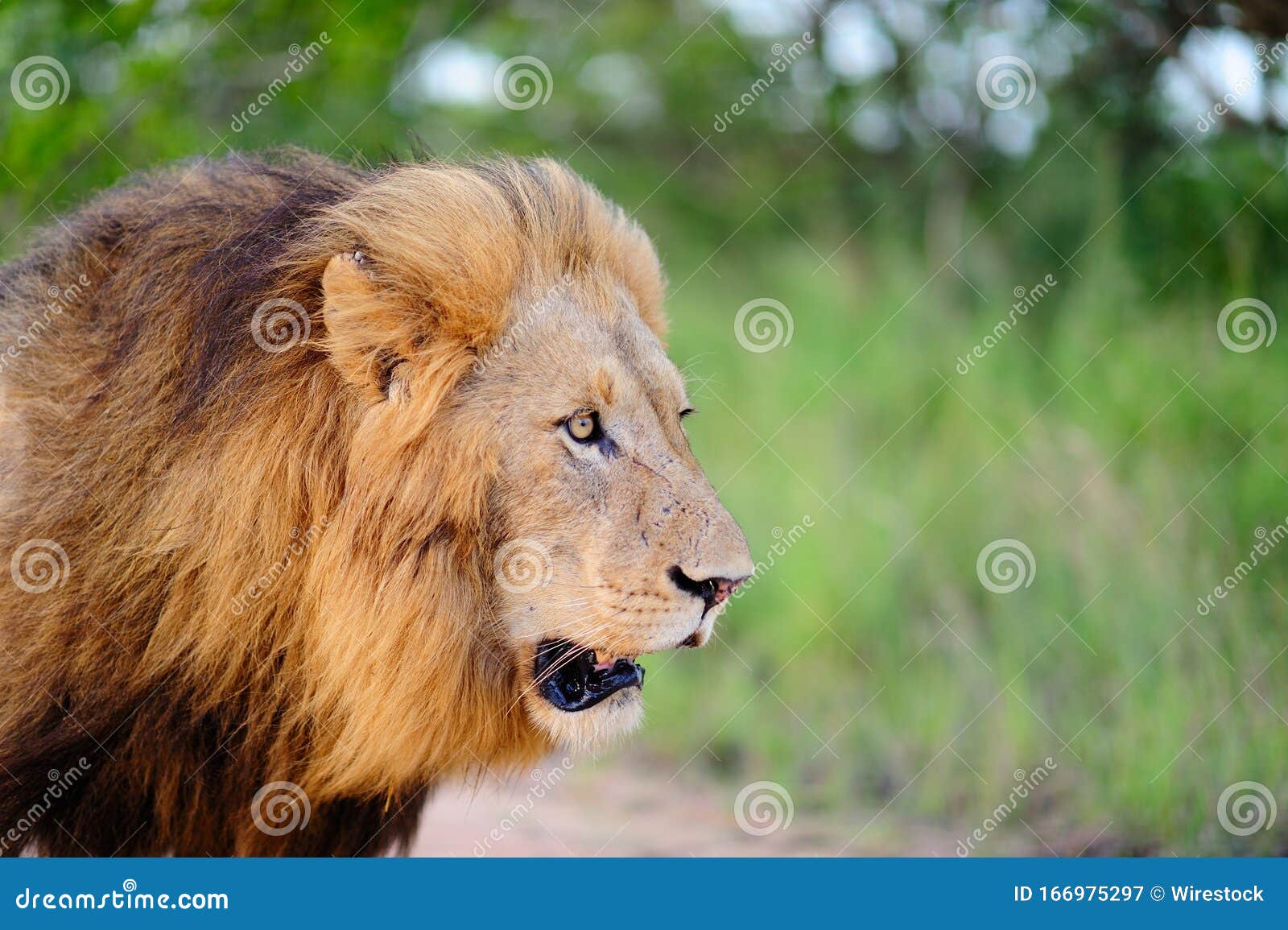 Beautiful Lion Roaring in the Middle of the Grass Covered Field Stock ...