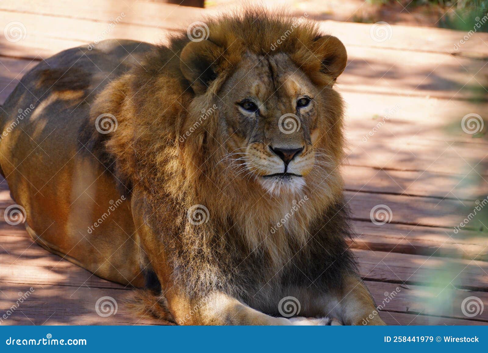 Beautiful lion in a zoo stock image. Image of face, elegance - 258441979