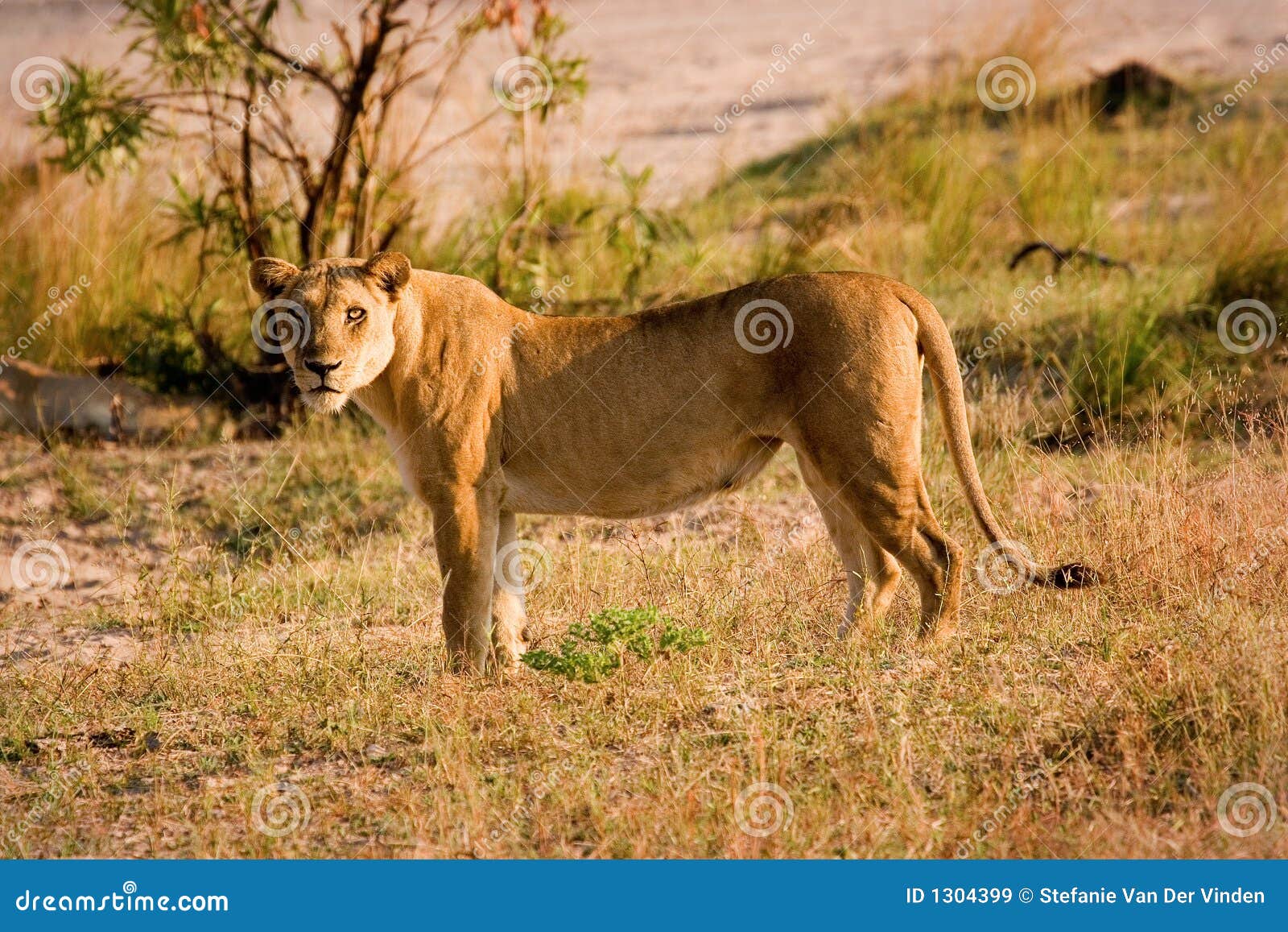 Beautiful lioness stock image. Image of natural, habitat - 1304399