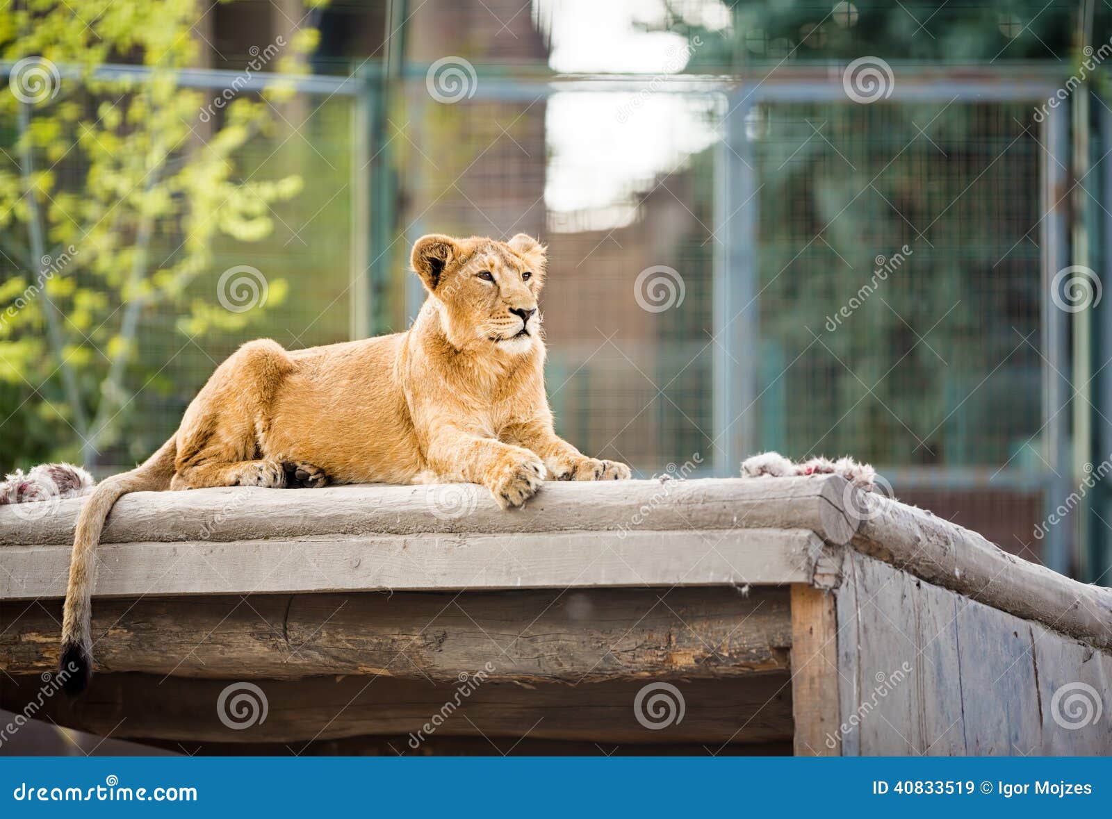 Beautiful lioness stock image. Image of nature, panther - 40833519