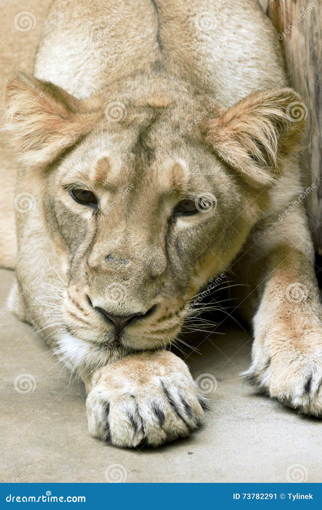 Beautiful lioness stock image. Image of panthera, close - 73782291