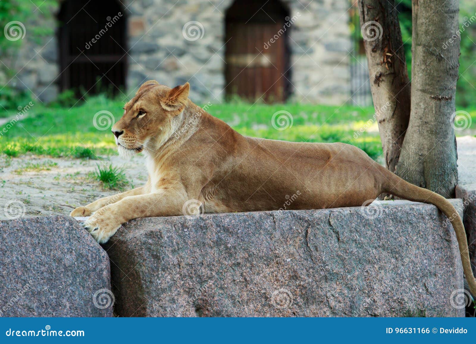 The beautiful Lioness stock photo. Image of natural, large - 96631166