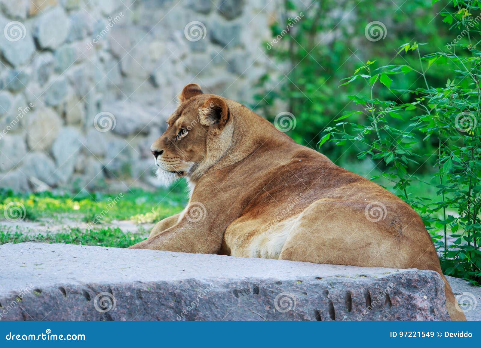 The beautiful Lioness stock image. Image of growl, tongue - 97221549