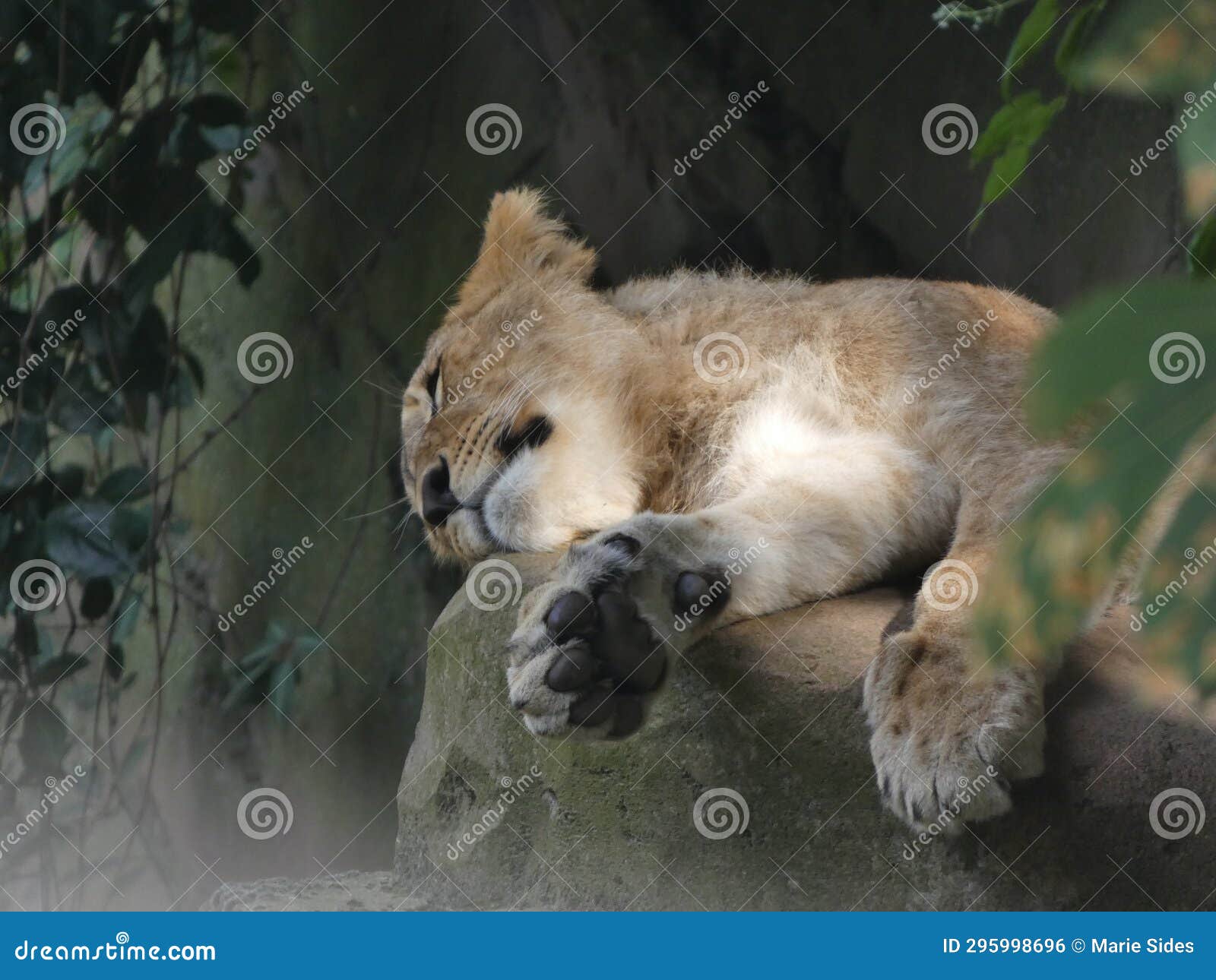 Beautiful Lioness Portrait stock photo. Image of good - 295998696
