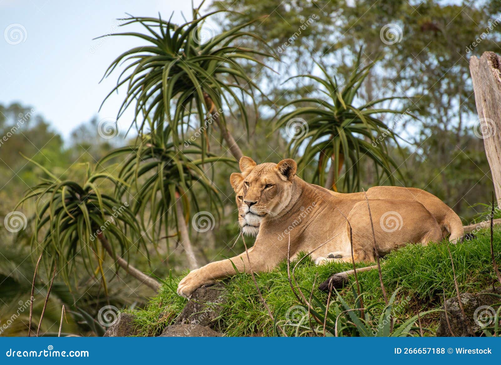 Beautiful Lionesses Lying in the Wild. Stock Photo - Image of wildlife ...