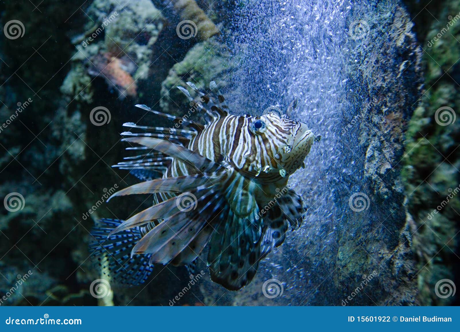 Beautiful lionfish stock photo. Image of underwater, exotic - 15601922