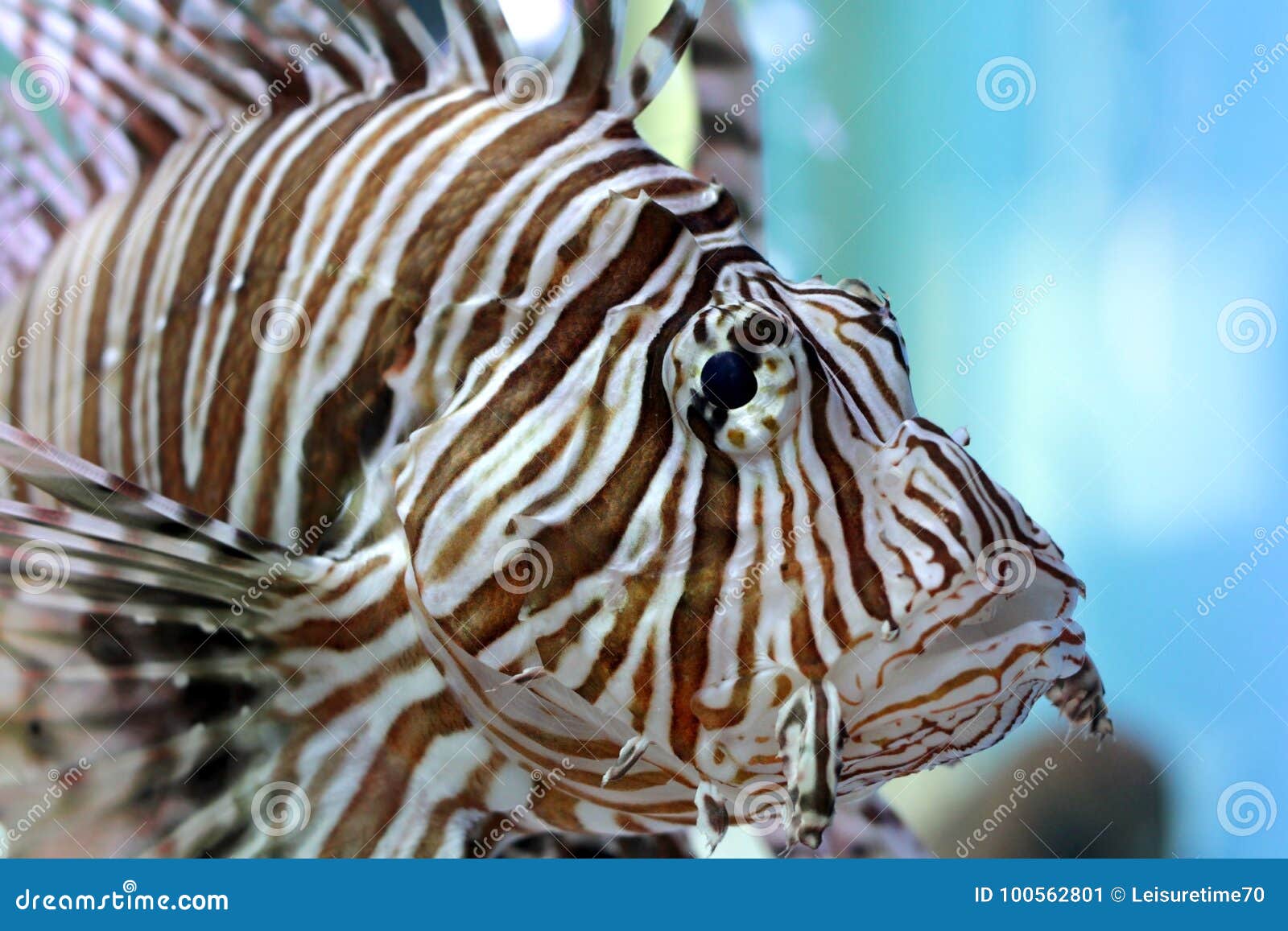 Beautiful Lionfish in the Aquarium Stock Image - Image of firefish ...