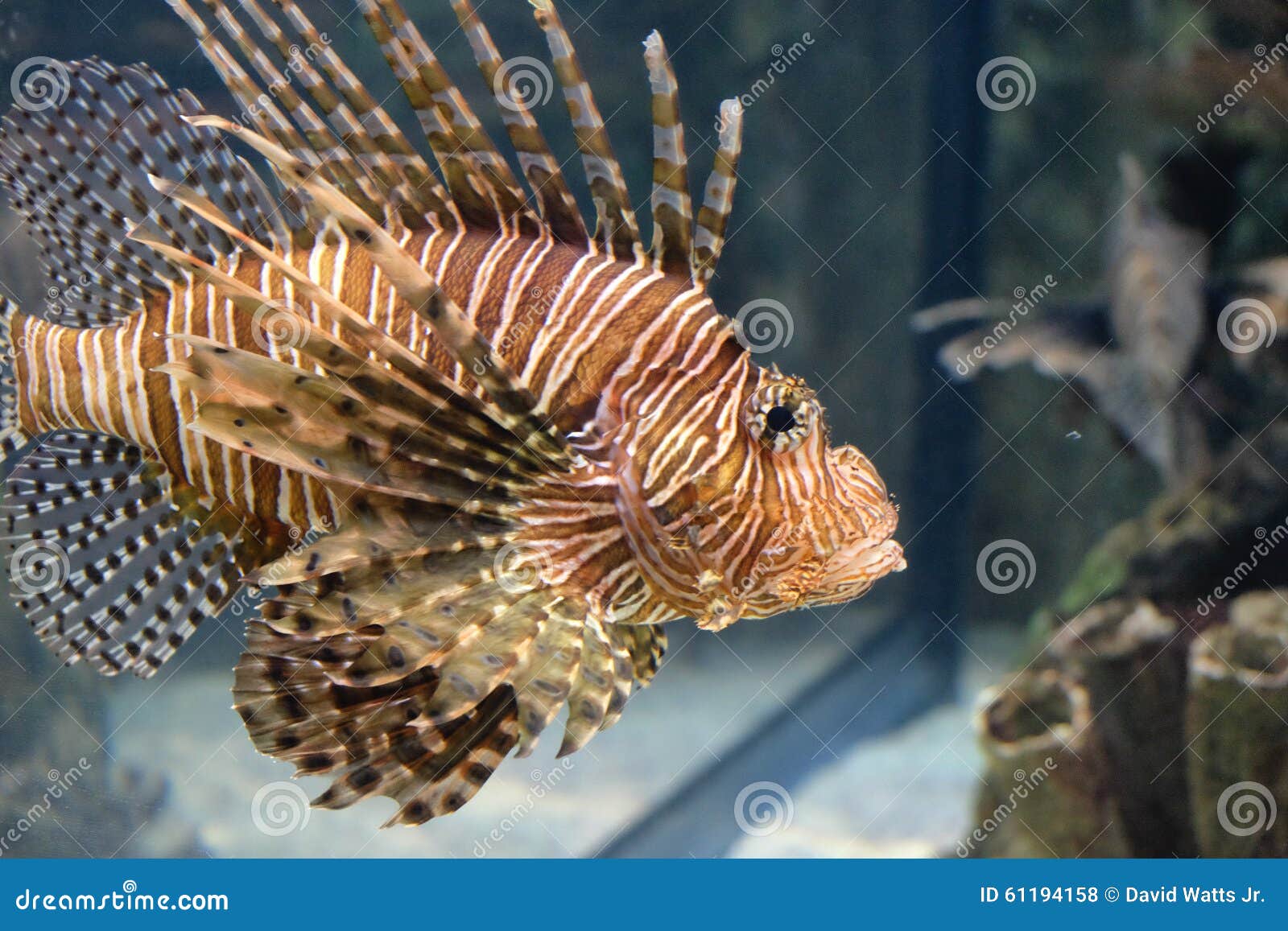 Beautiful Lionfish stock photo. Image of firefish, lionfish - 61194158