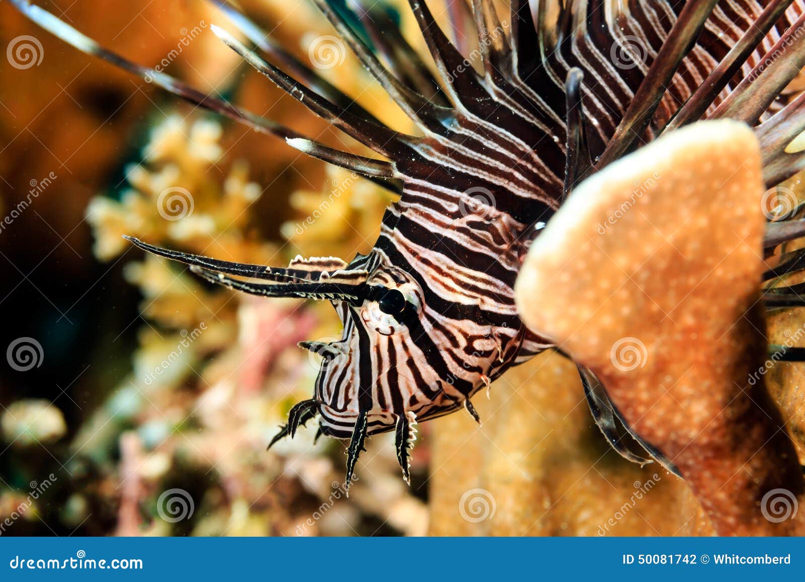 Beautiful Lionfish on a Reef Stock Photo - Image of animal, individual ...