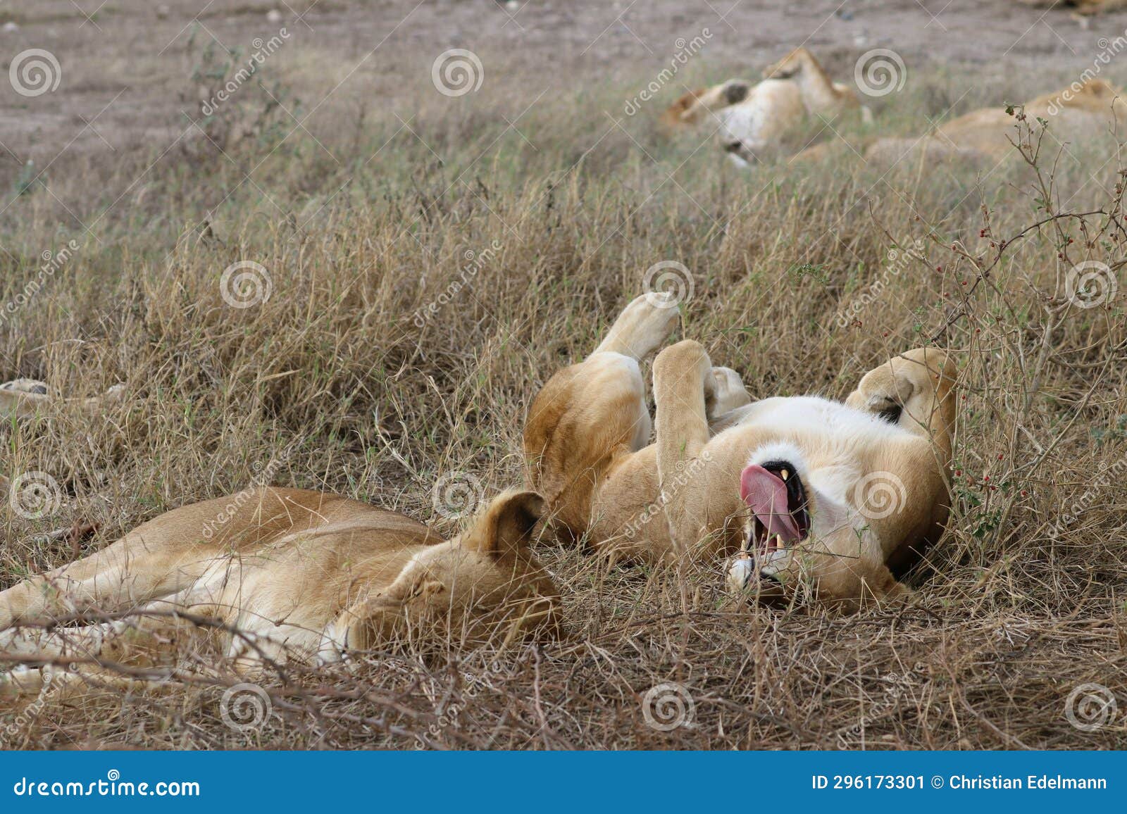 Beautiful Lions In The Serengeti National Park Tanzania Africa Stock