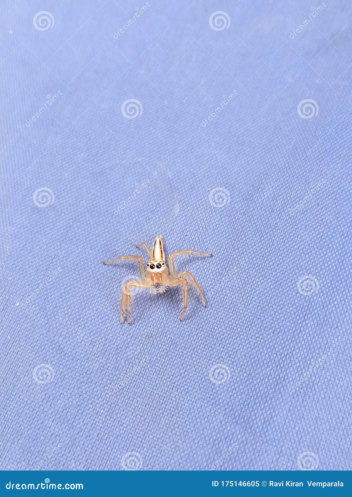 Beautiful Lite Golden Colour Baby Spider Stock Image - Image of nature ...