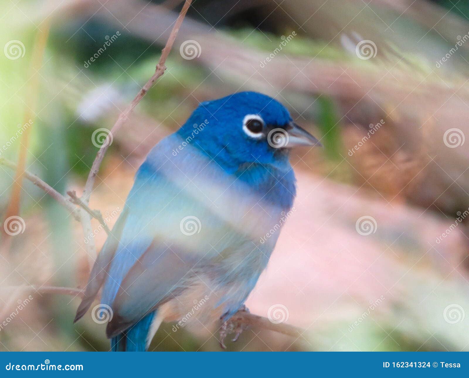 Beautiful litlle blue bird stock photo. Image of animalphotos - 162341324
