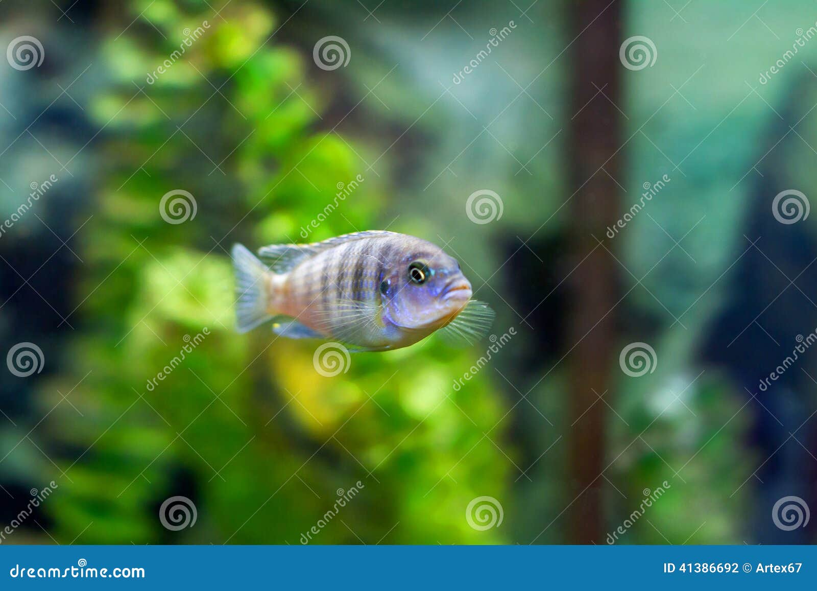 Beautiful Little Aquarium Fish Stock Photo - Image of animals, aquarium ...