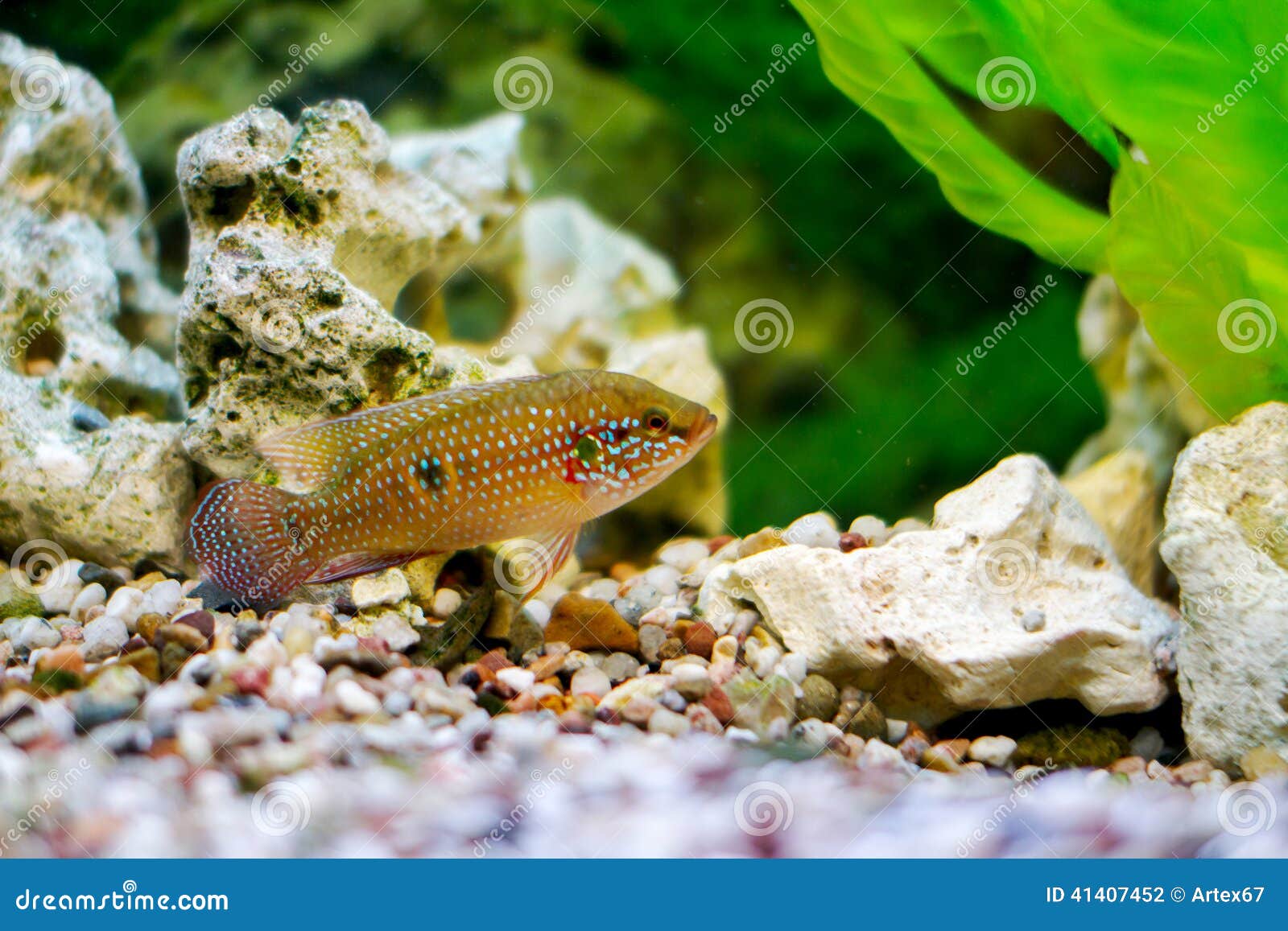 Beautiful Little Aquarium Fish Stock Photo - Image of close, eyes: 41407452