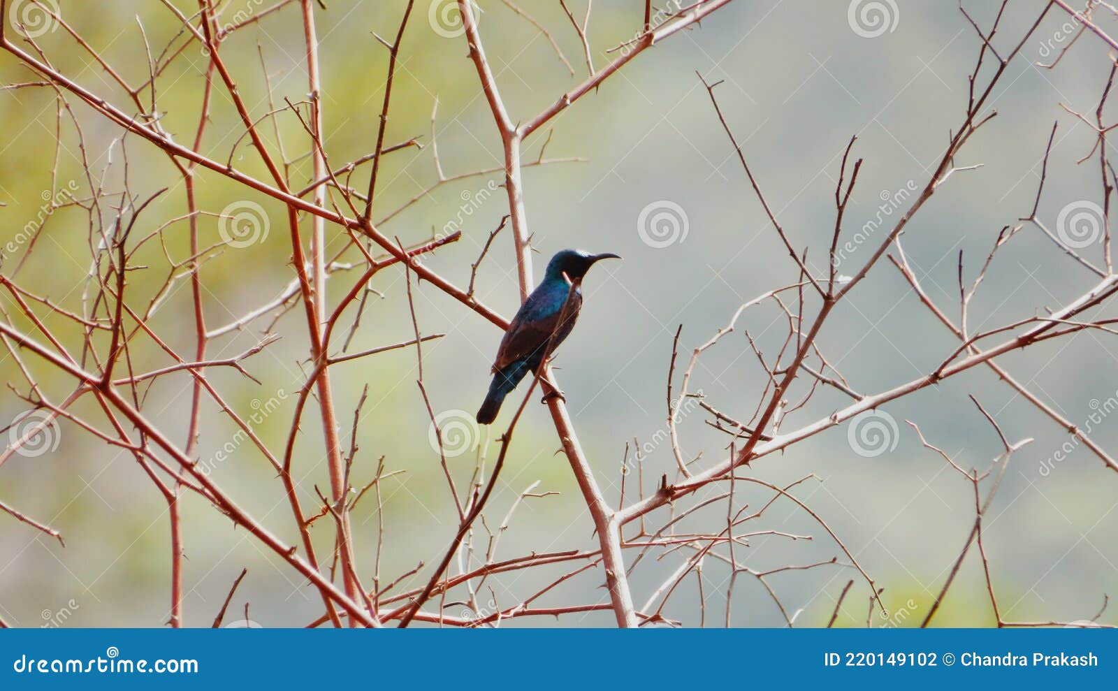 Little Bird Sitting on a Tree Stock Photo - Image of tree, sitting ...