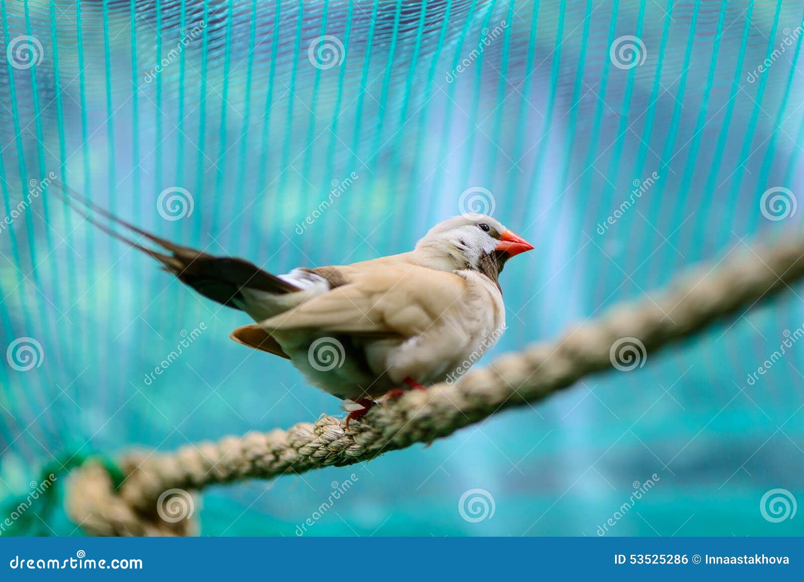 Beautiful little bird stock photo. Image of habitat, canary - 53525286