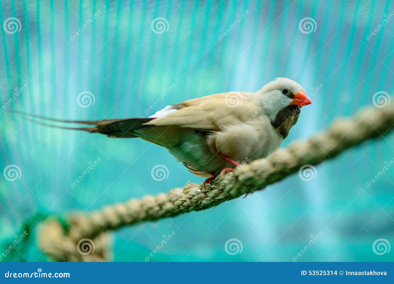 Beautiful little bird stock photo. Image of ecology, branch - 53525314