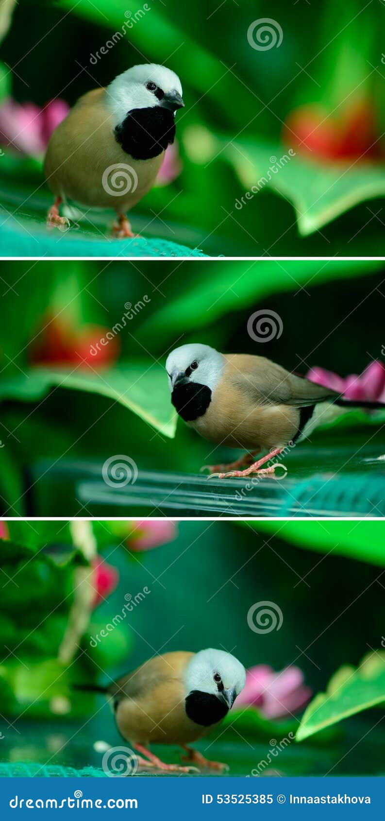 Beautiful little bird stock image. Image of looking, biology - 53525385