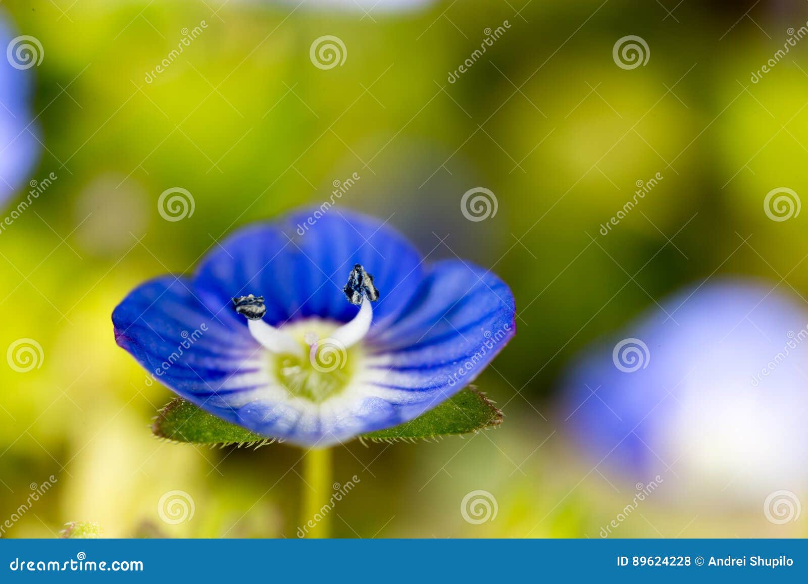 Beautiful Little Blue Flower on Nature Stock Photo - Image of spring ...