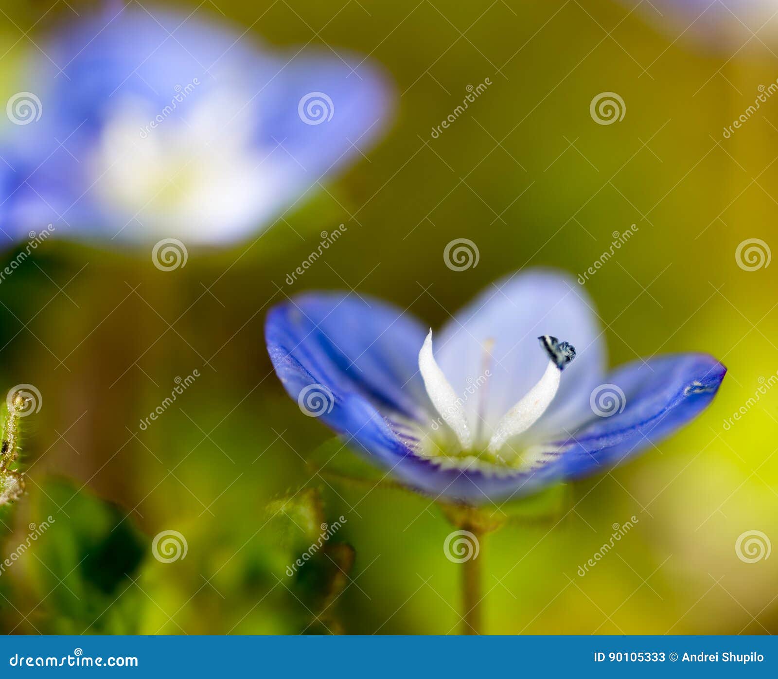 Beautiful Little Blue Flower on Nature Stock Image - Image of garden ...