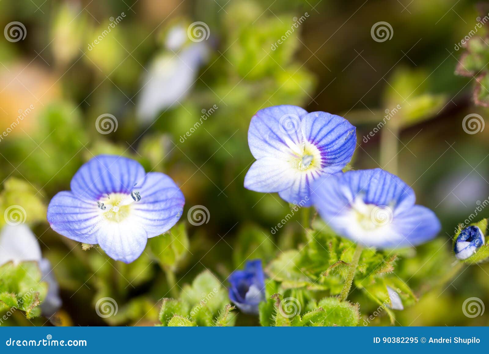 Beautiful Little Blue Flower on Nature Stock Image - Image of little ...