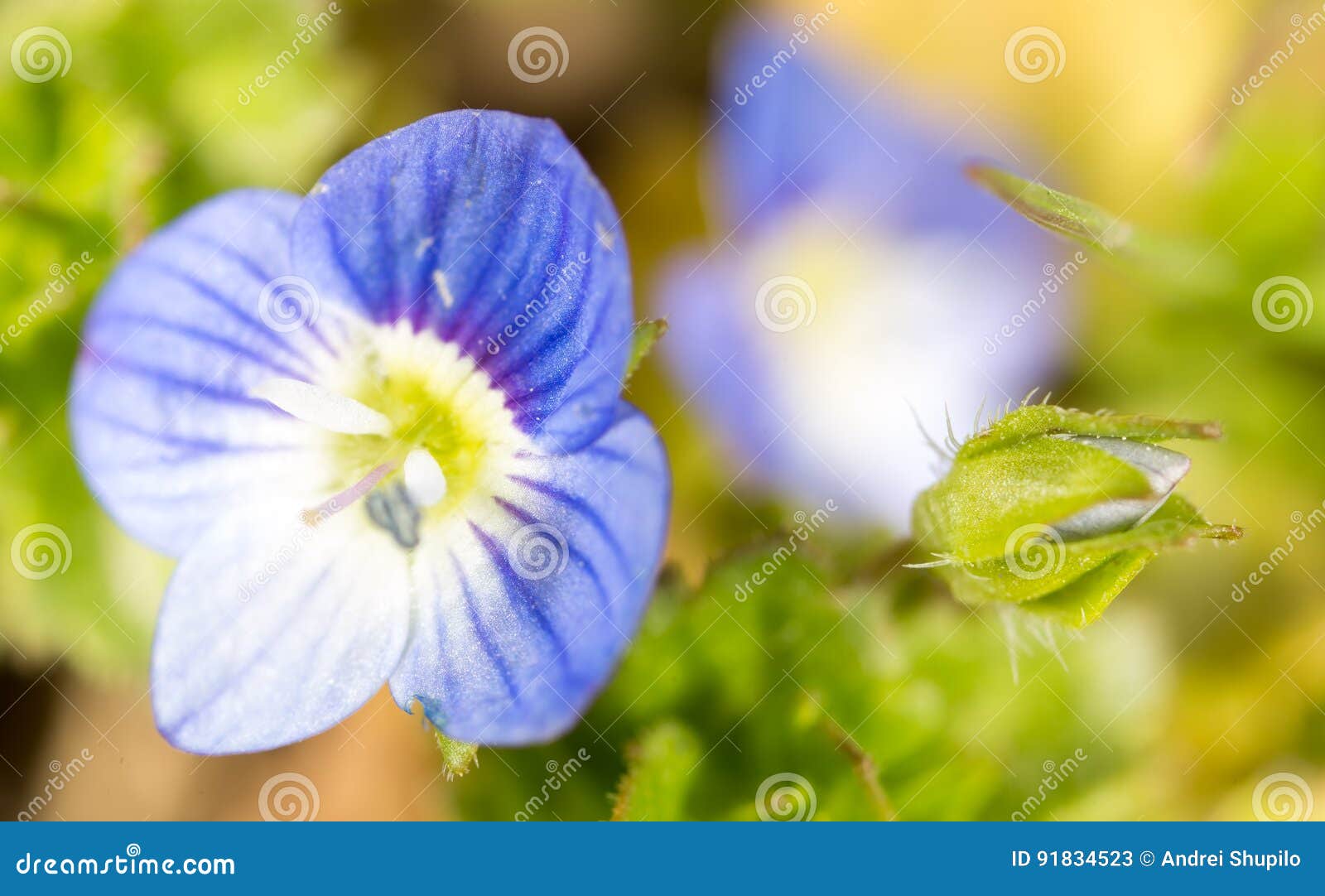Beautiful Little Blue Flower on Nature Stock Image - Image of white ...
