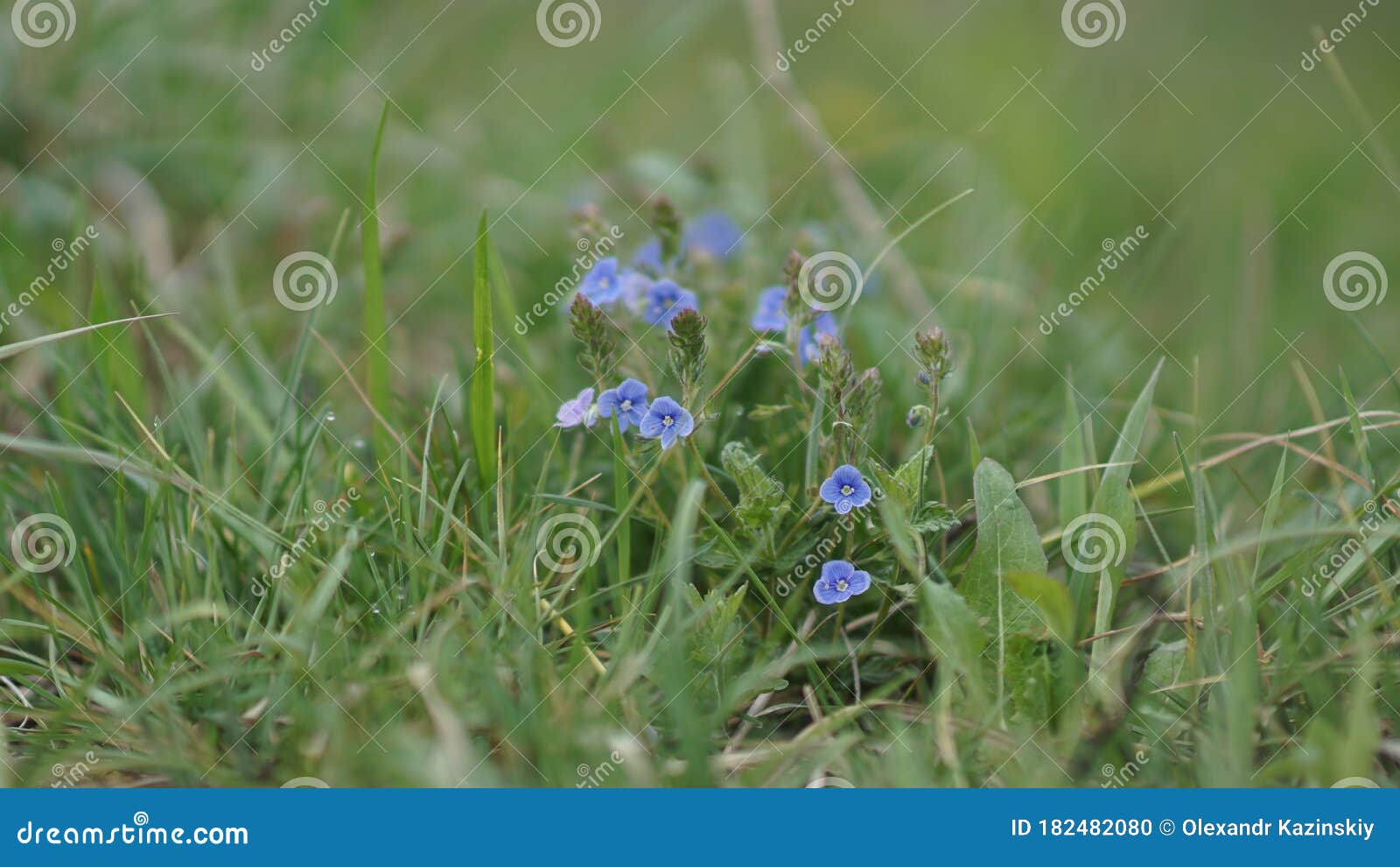 Beautiful Little Blue Flowers in a Summer Meadow, Spring Stock Photo ...