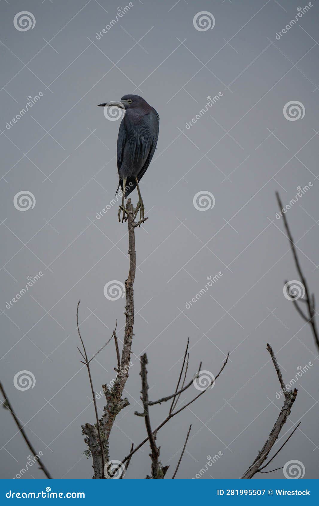 Beautiful Little Blue Heron Perched Atop a Misty Tree Branch Stock ...