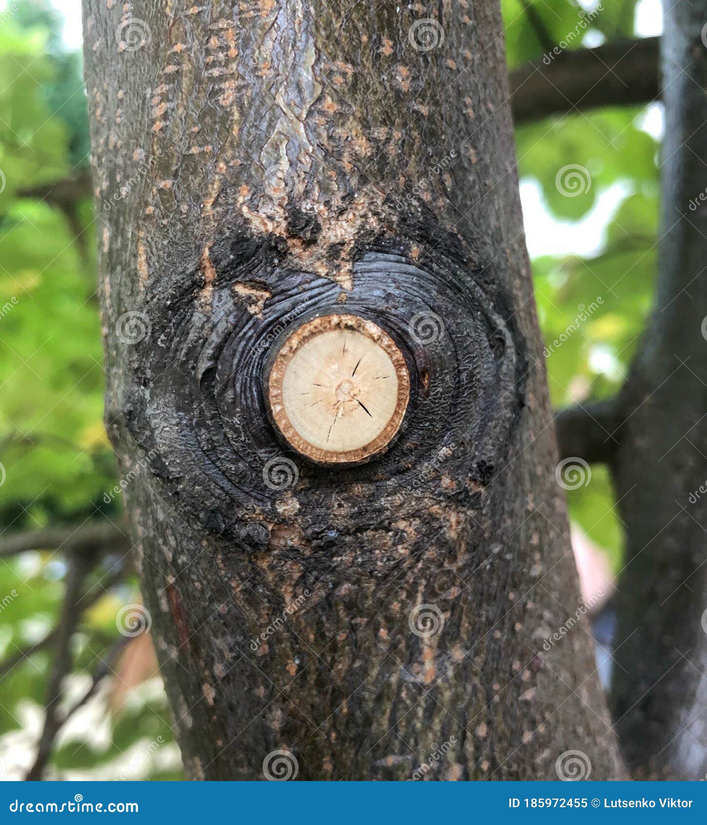 Little Branch Cut from the Tree Stock Image - Image of spring ...
