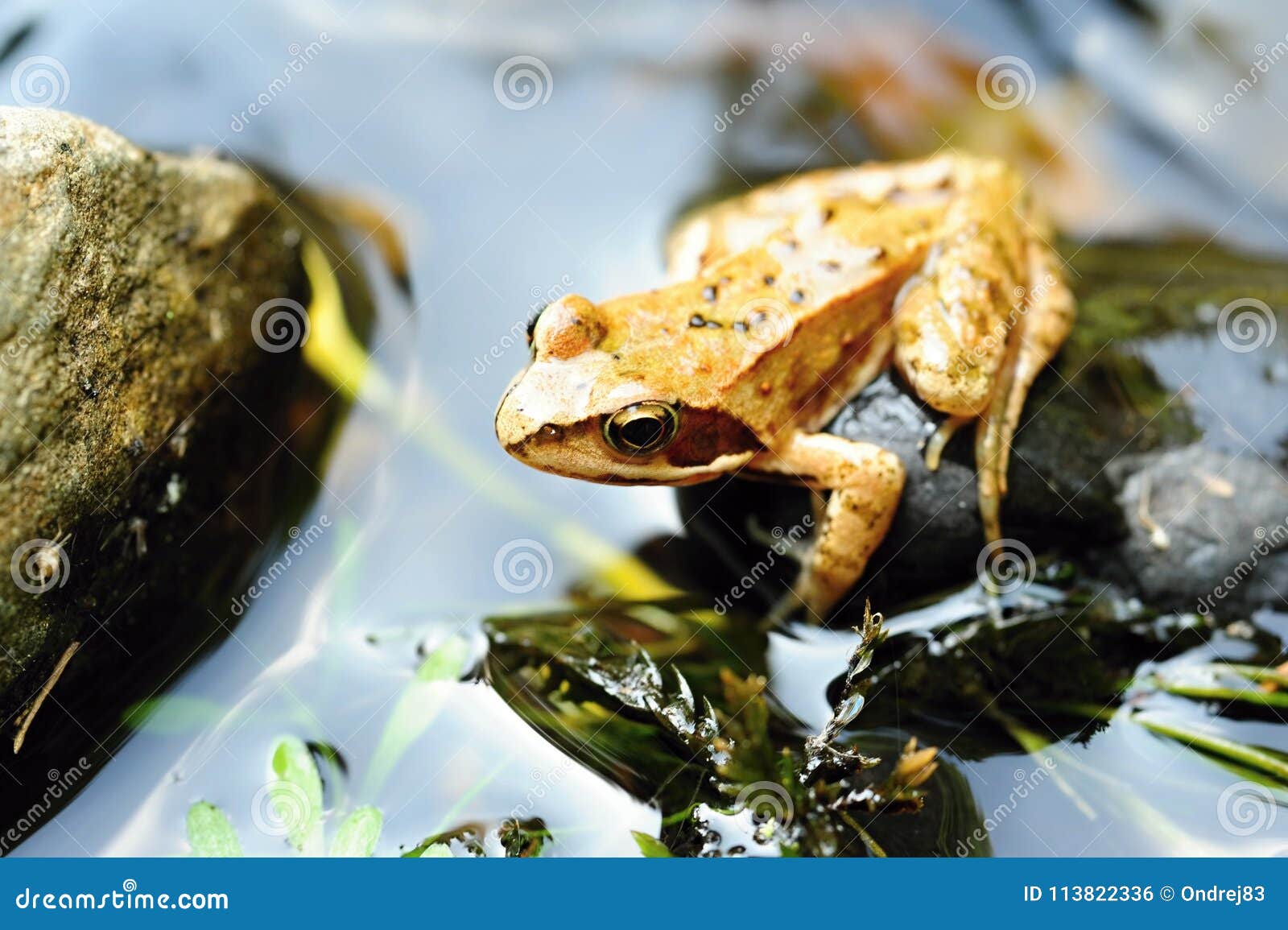 Small brown frog stock photo. Image of wildlife, tropical - 113822336