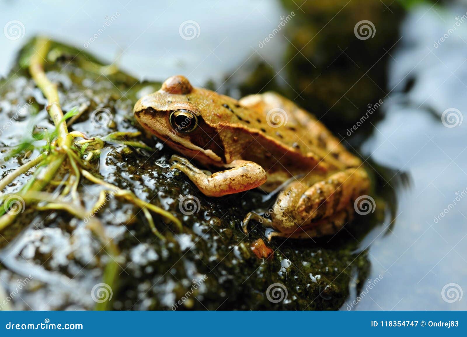 Small brown frog stock image. Image of closeup, toad - 118354747