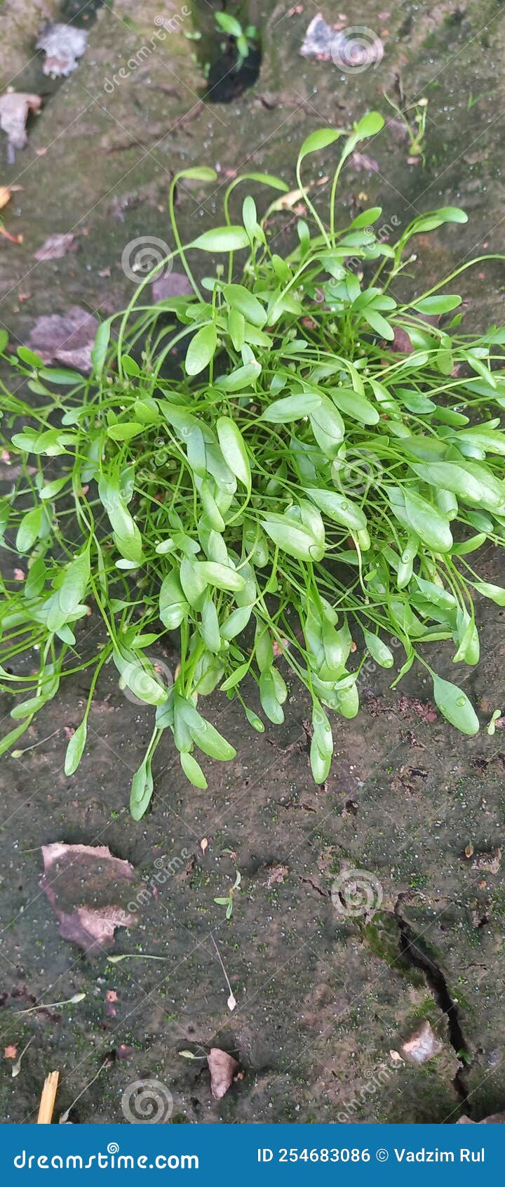 A Small Bush on the Wet Ground Stock Photo - Image of ground, beautiful ...