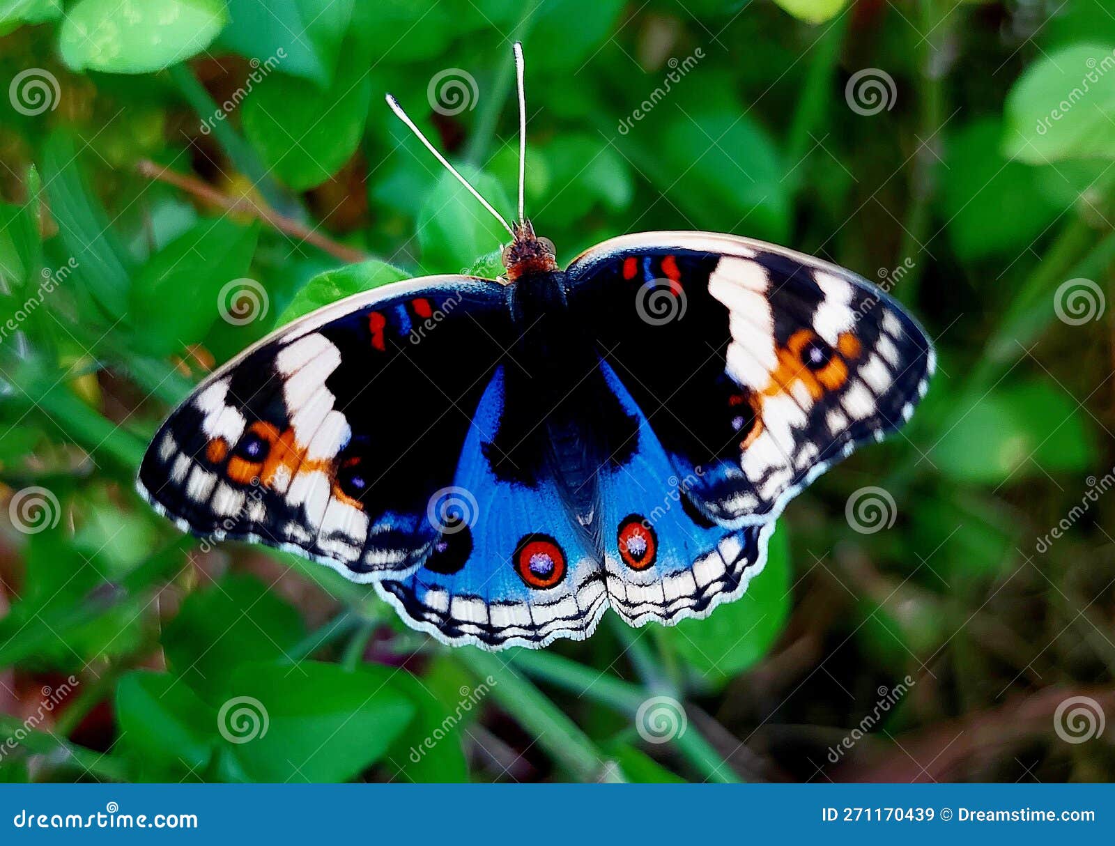 Beautiful little butterfly stock image. Image of nature - 271170439