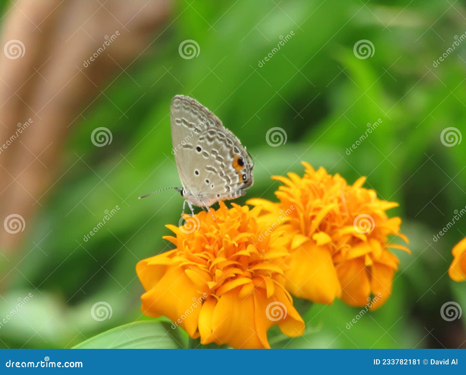 Beautiful Little Butterfly on the Flower Stock Image - Image of meadow ...
