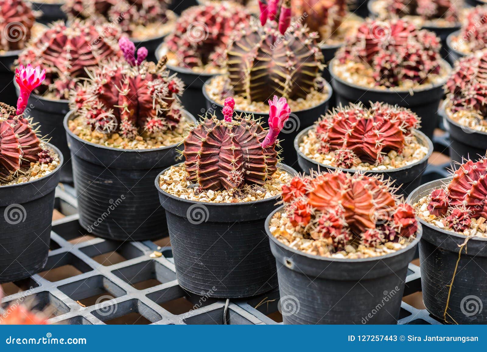Beautiful little cactus stock image. Image of beautiful - 127257443