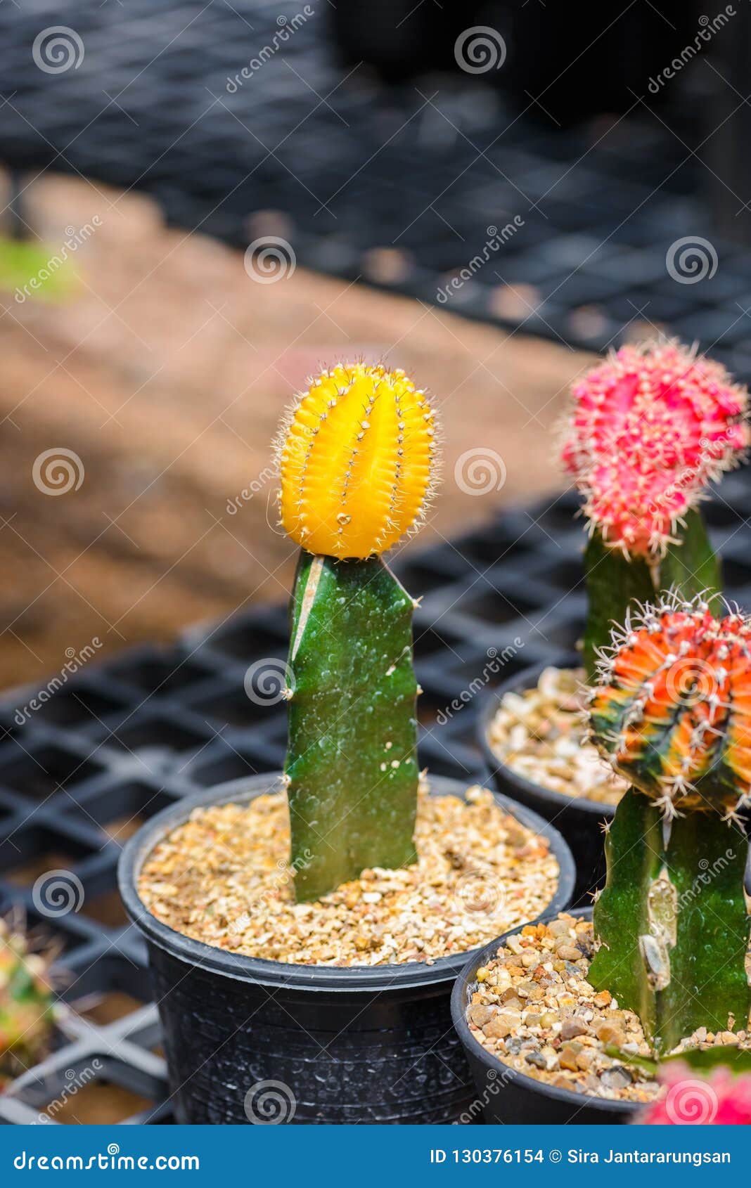 Beautiful little cactus stock photo. Image of floral - 130376154