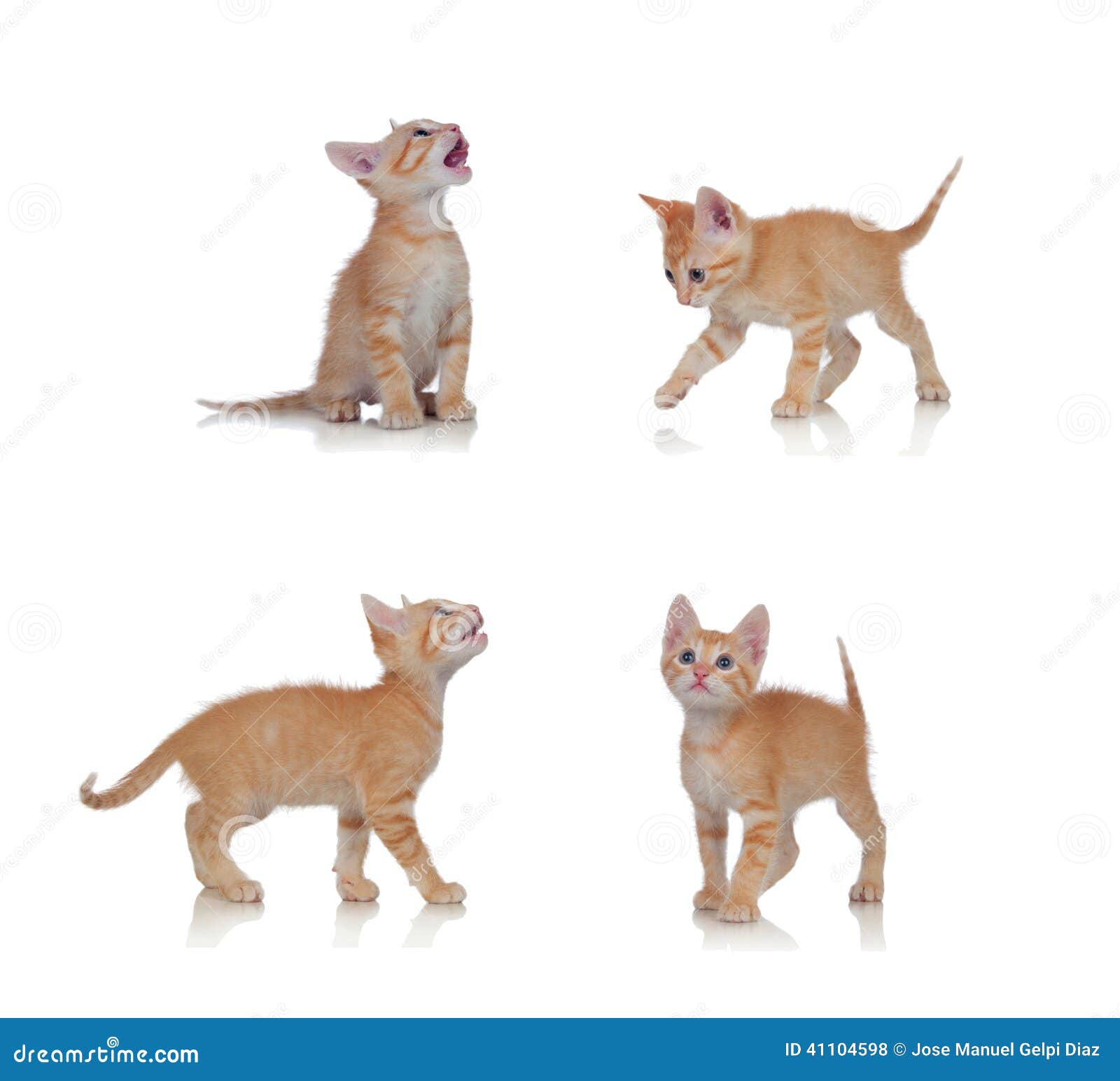 Beautiful Little Cat in Different Positions Stock Photo - Image of ...