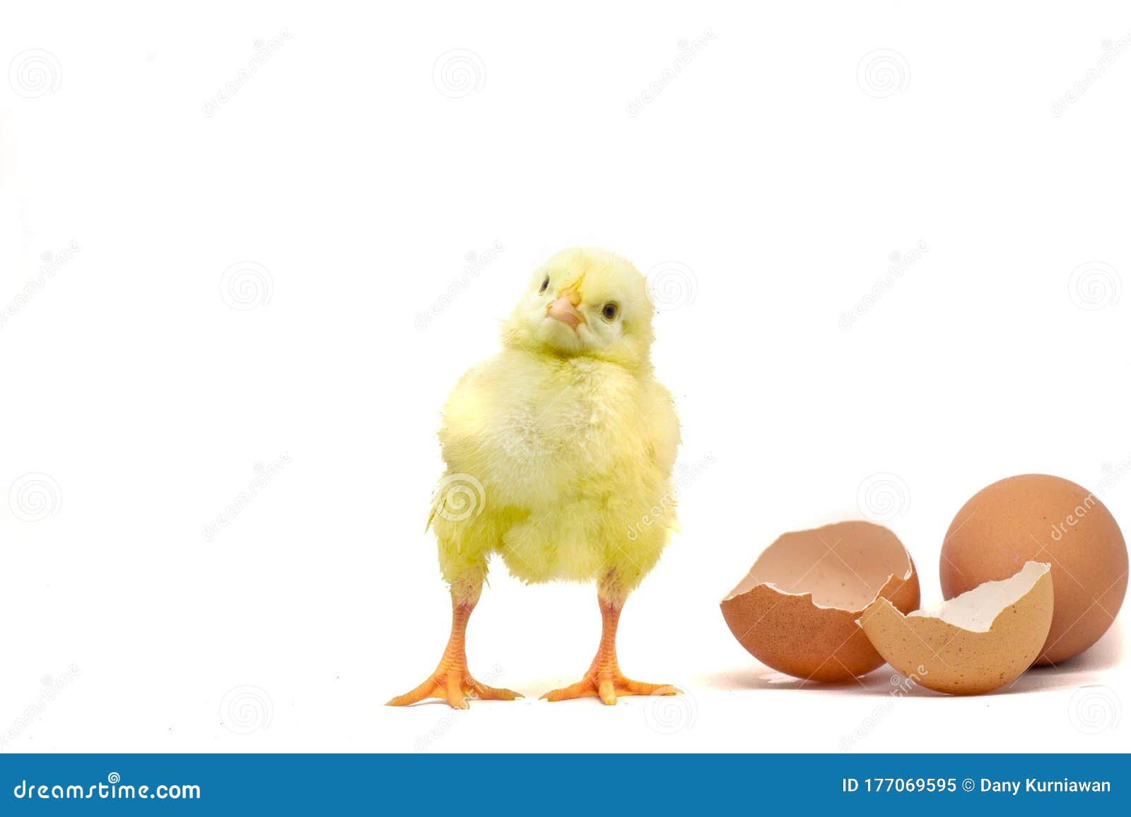 Beautiful Little Chicken, Egg and Eggshell Stock Image - Image of farm ...