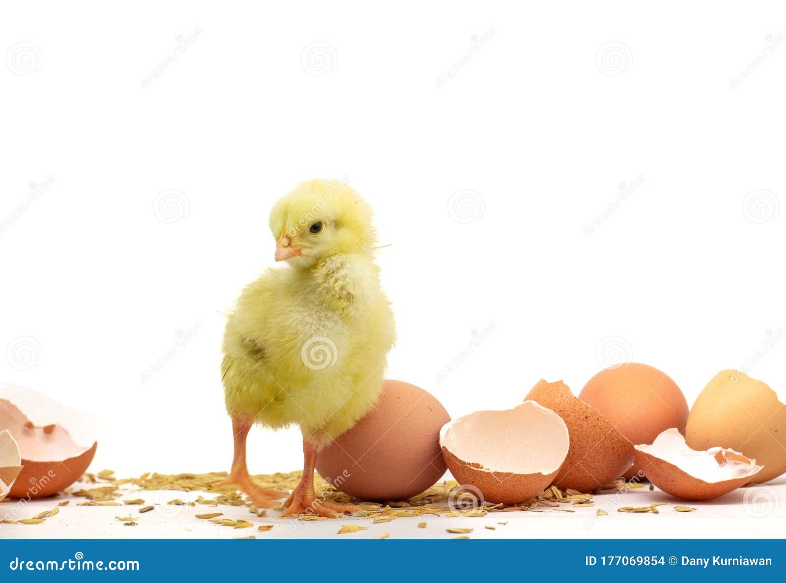 Beautiful Little Chicken, Egg and Eggshell Stock Photo - Image of ...