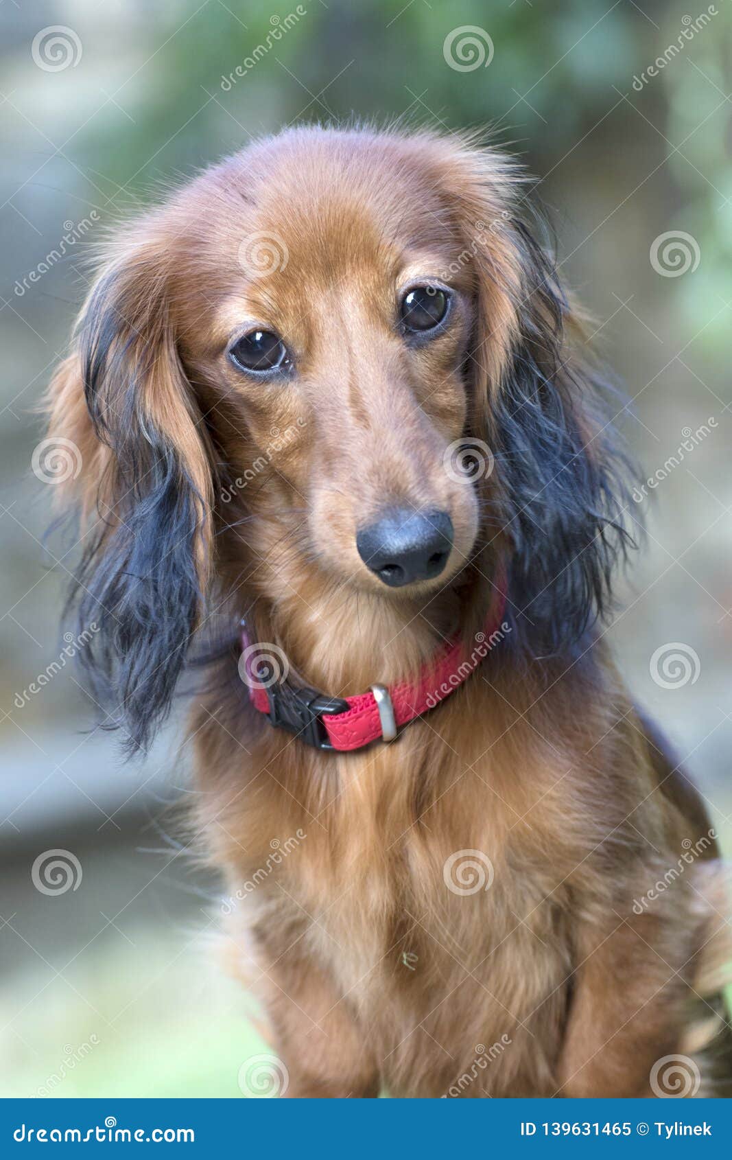Beautiful Little Dachshund in the Garden Stock Image - Image of breed ...