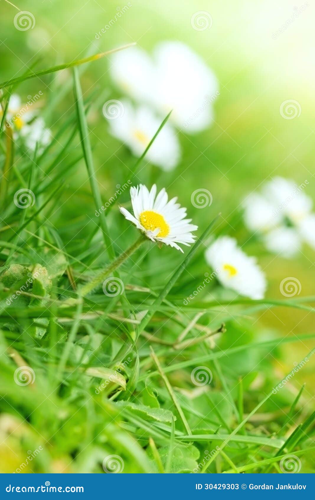 Beautiful little daisy stock image. Image of botanical - 30429303